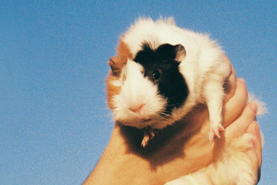 Animal research | Australian Ethical